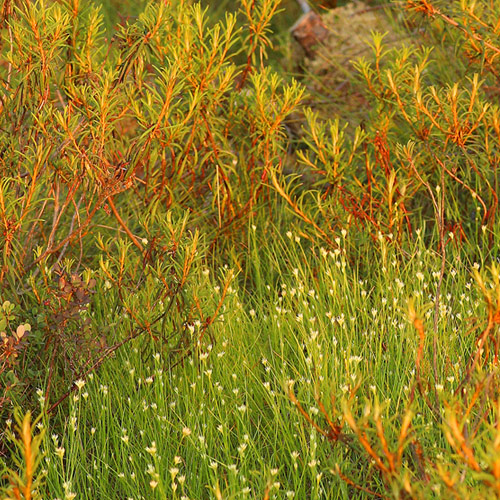 Flora of peatlands