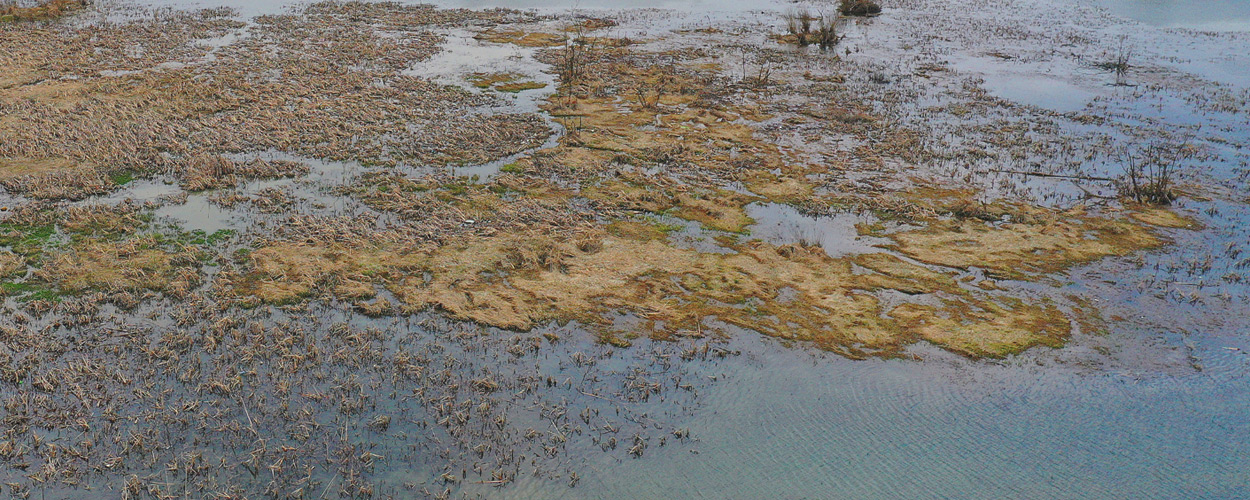 Stages of development of peatland vegetation cover